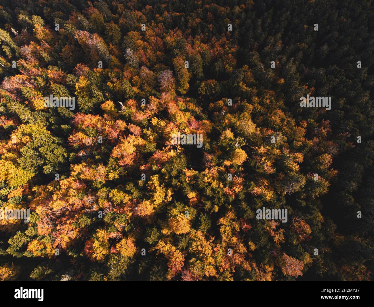 Aerial top down view of autumn foliage during fall season with orange ...
