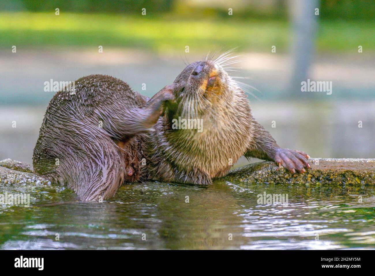 Selective focus shot of an otter scratching itself in water Stock Photo ...