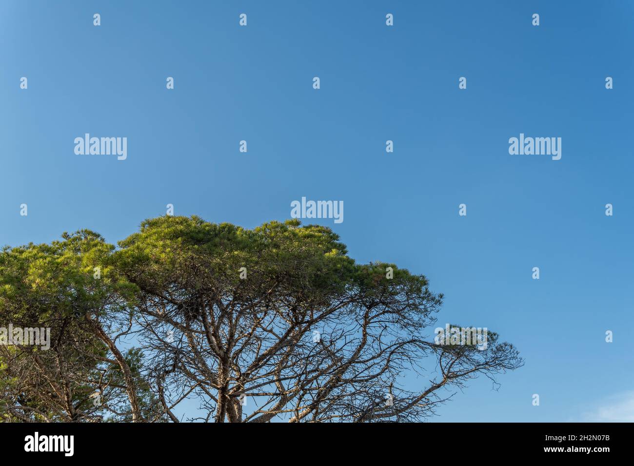 Mediterranean pine tree on the island of Mallorca with a blue sky ...