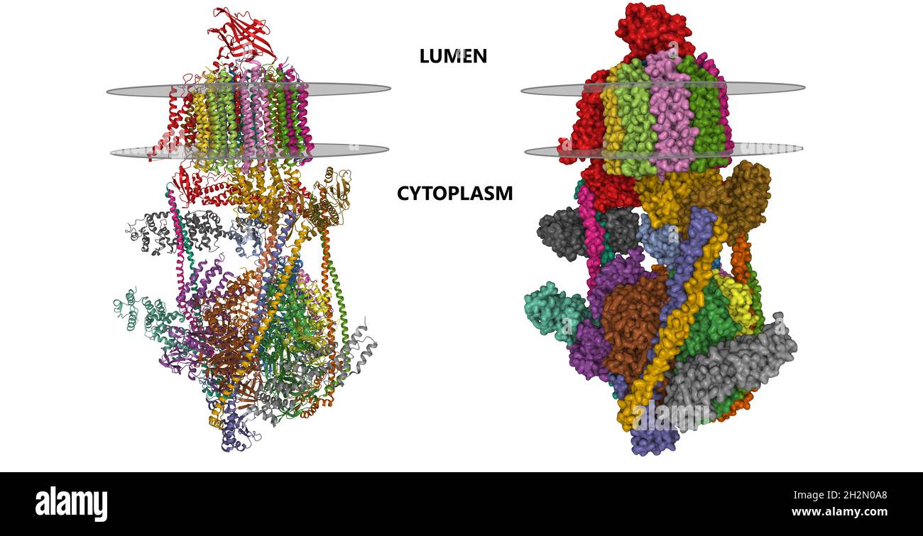 Human V-ATPase in state 1 with SidK and ADP, 3D cartoon and Gaussian surface models, based on ...