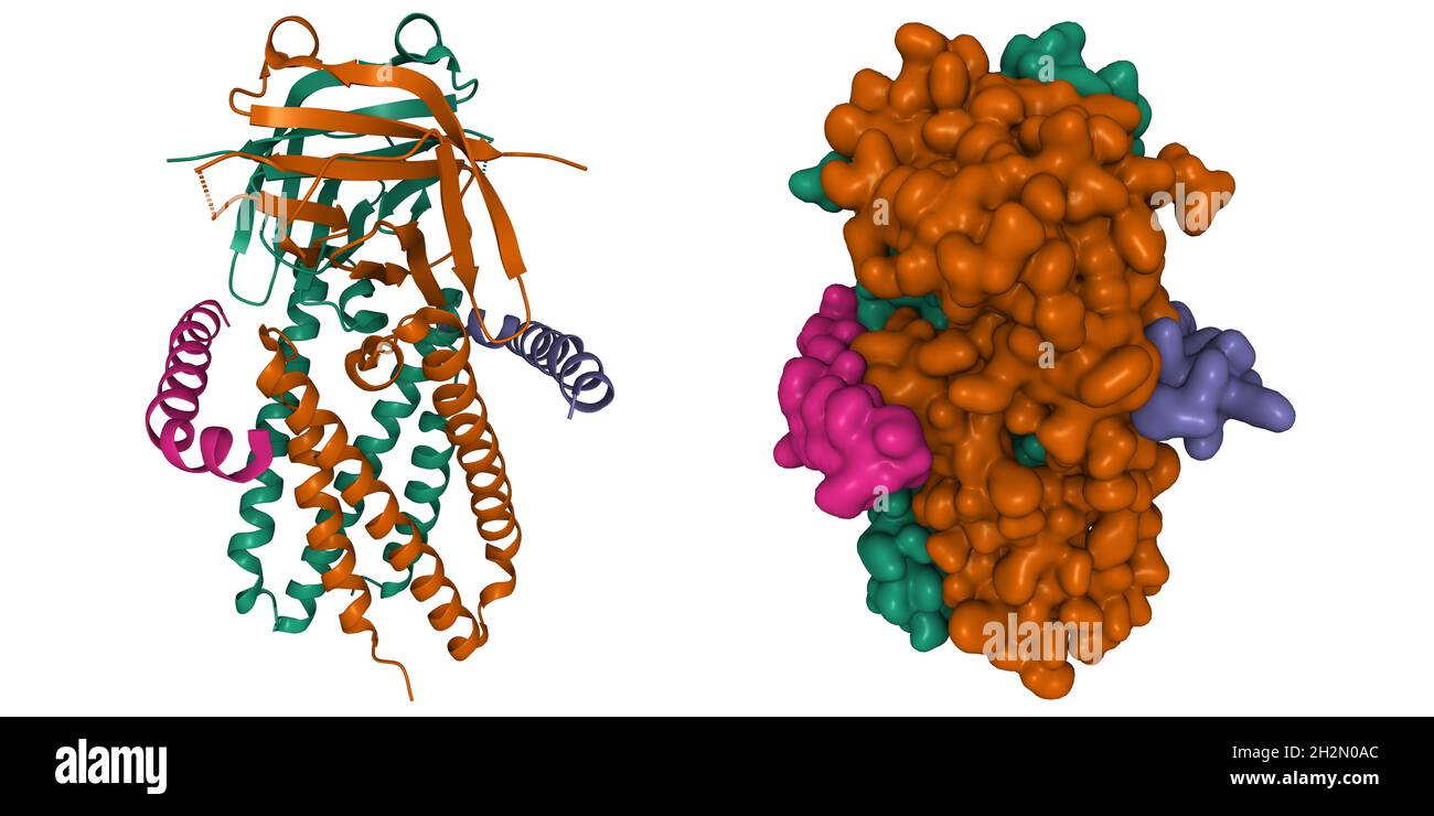 Cryo-EM structure of SARS-CoV-2 ORF3a, 3D cartoon and Gaussian surface ...