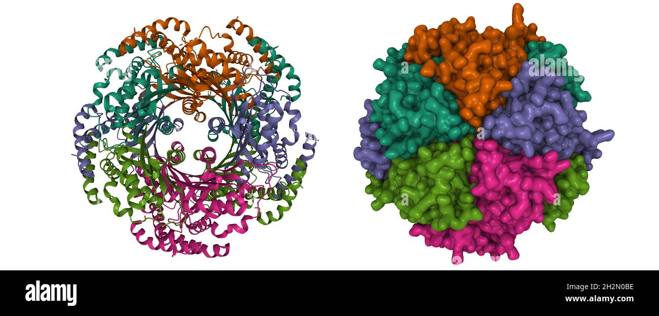 Structure Of Human Gtp Cyclohydrolase I 3d Cartoon And Gaussian Surface Models Chain Id Color