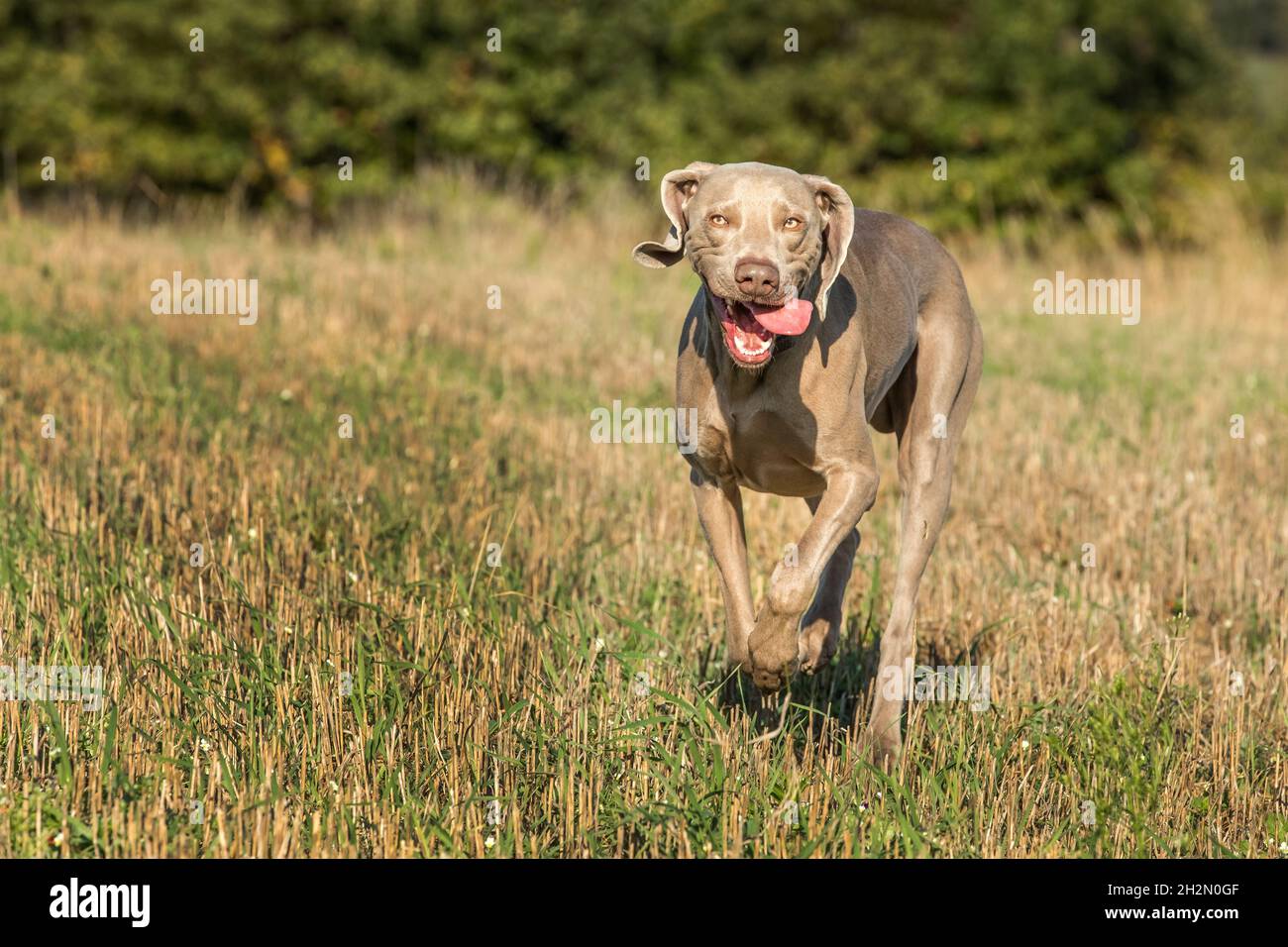 Funny weimeraner hi-res stock photography and images - Alamy