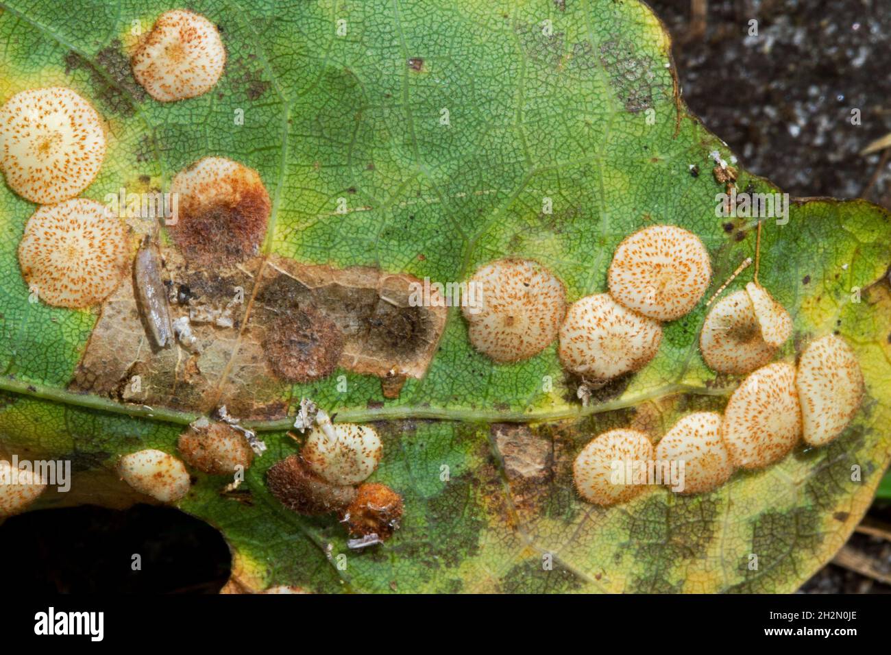Spangle galls of Cynipid wasps on the underside of the leaf of ...