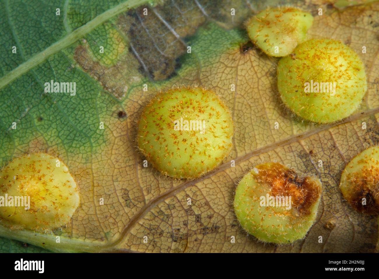 Spangle galls of Cynipid wasps on the underside of the leaf of ...