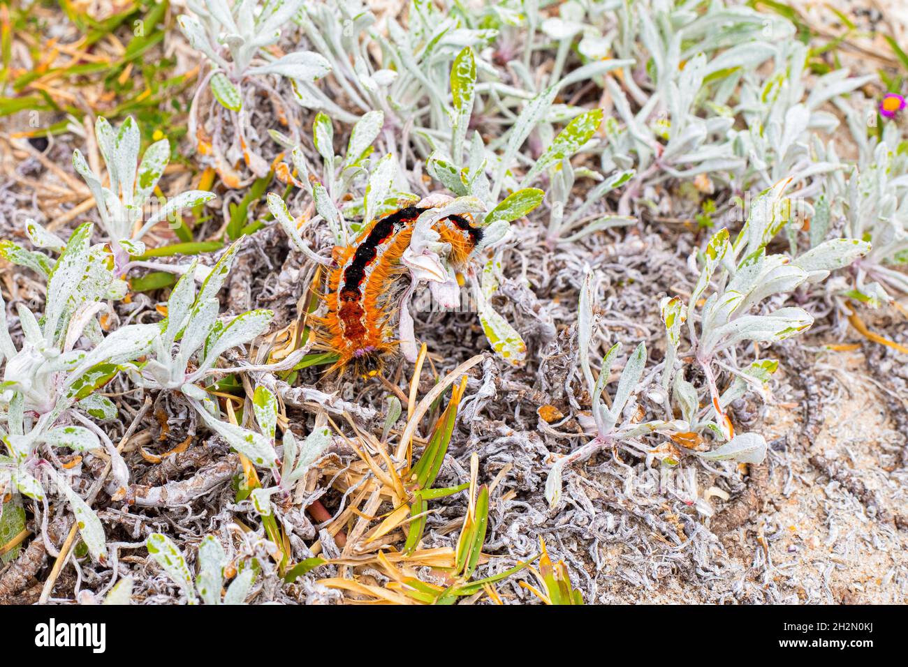 Cape Lappet Moth caterpillar on coastal flora in Cape Town South Africa ...
