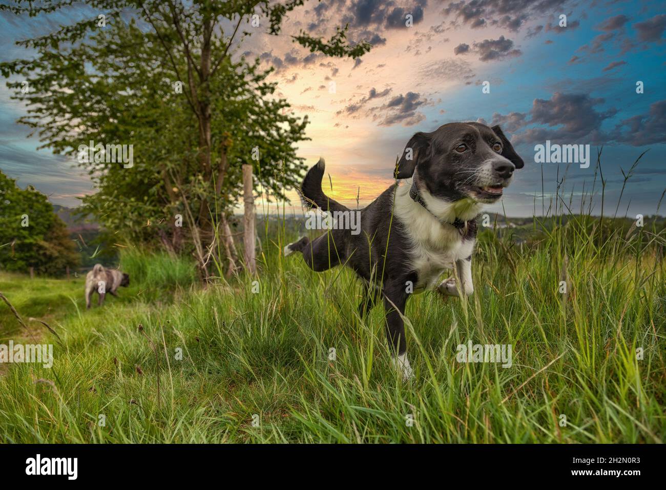 Silhouette dog jumping hi-res stock photography and images - Alamy