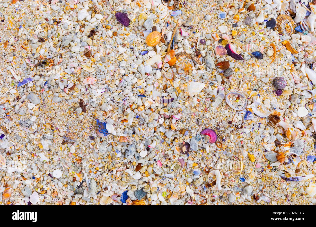 Overhead view of washed up and broken sea shells on sandy beach in Cape ...