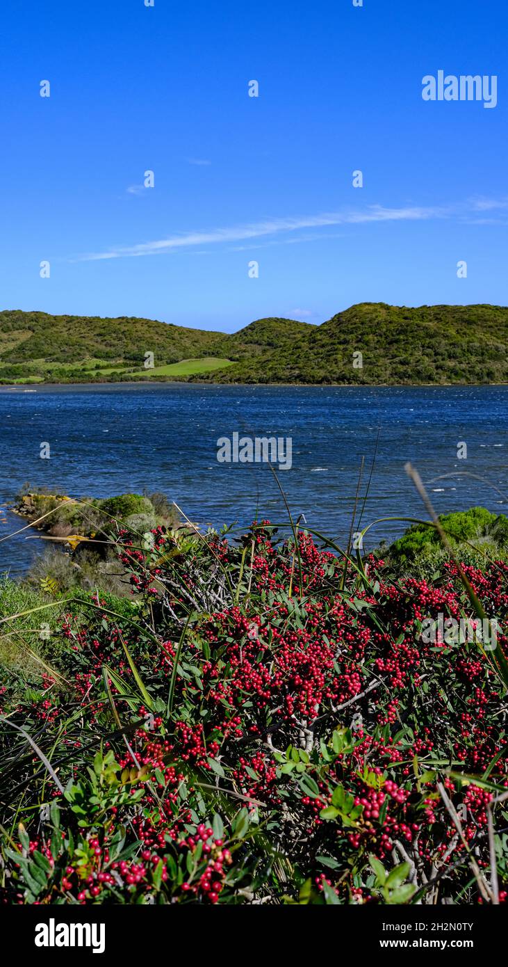 Parc Natural de s'Albufera des Grau, Menorca, Spain. red fruits and a ...