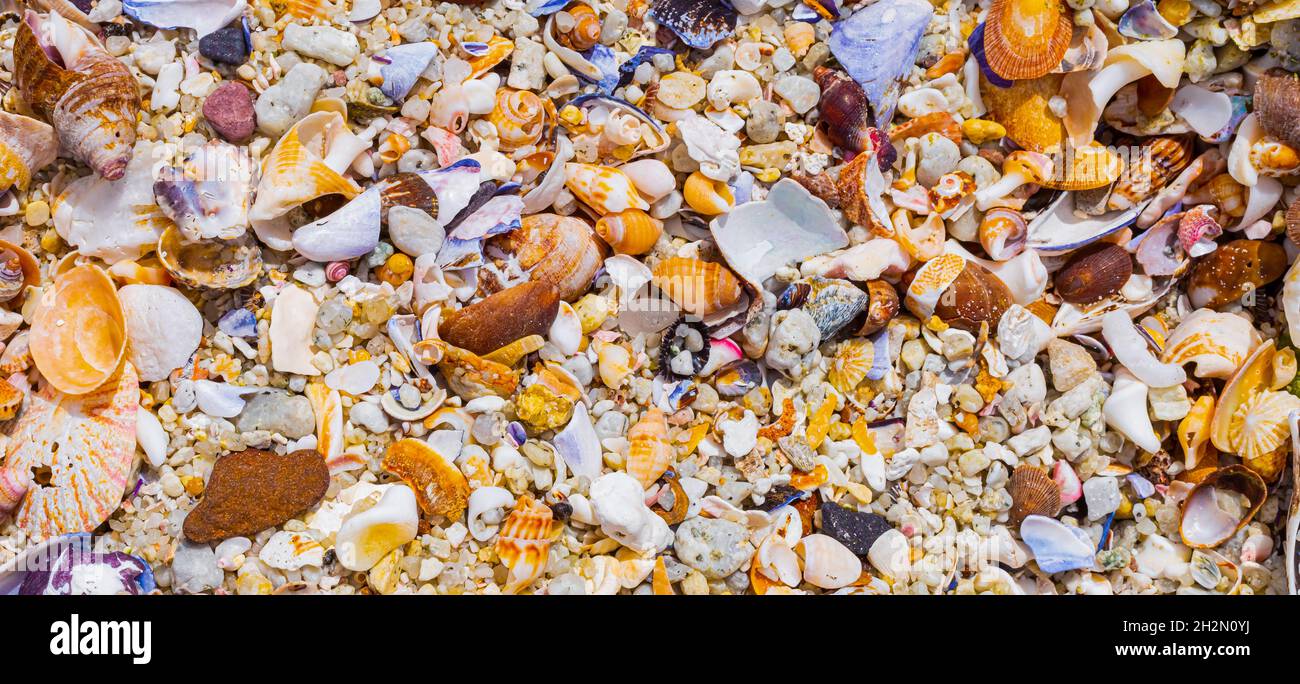 Overhead view of washed up and broken sea shells on sandy beach in Cape ...