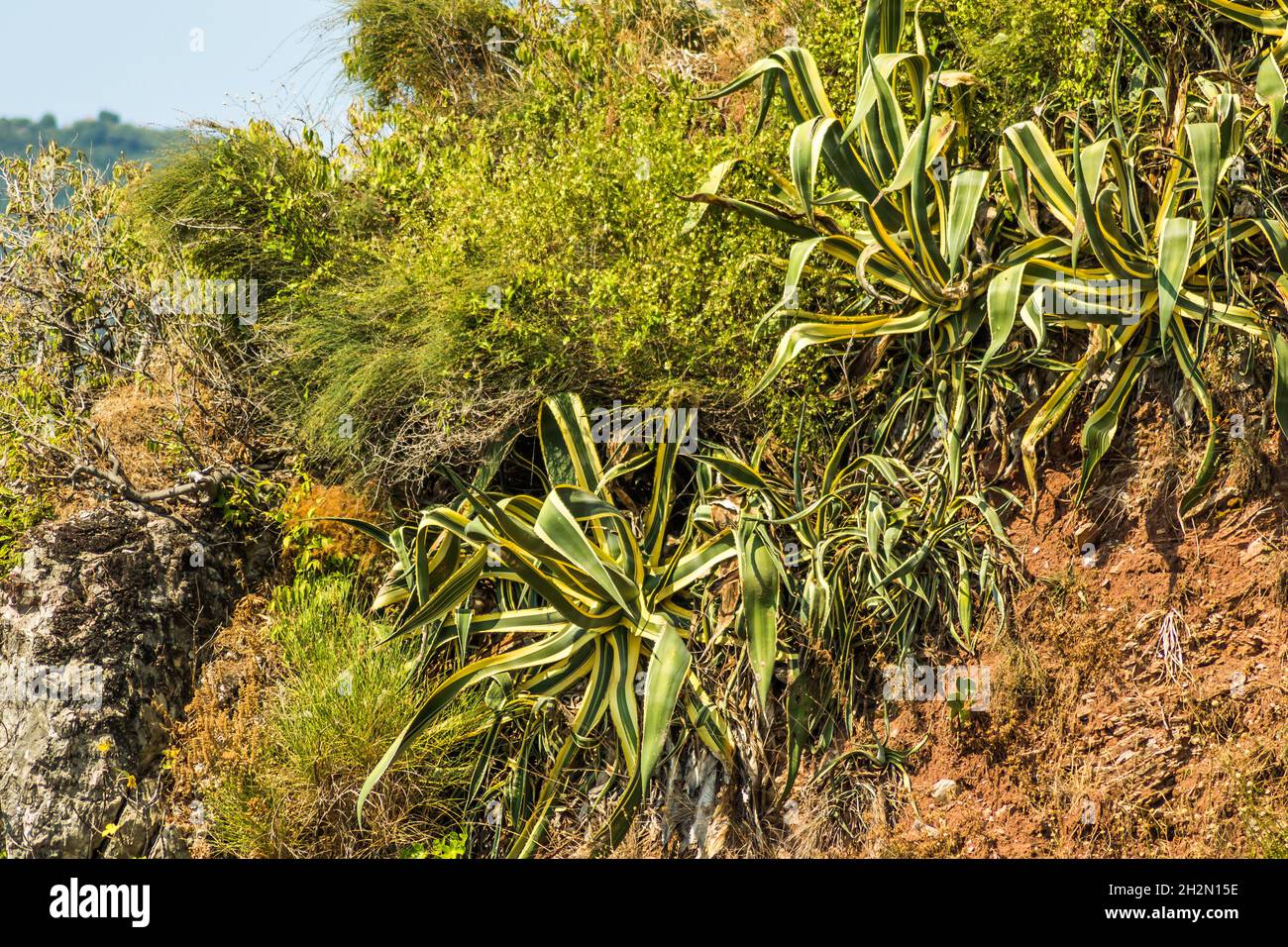 A cactus that descends along the wall of the promenade in Igalo ...