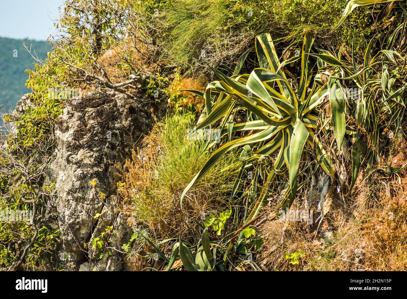 A cactus that descends along the wall of the promenade in Igalo ...