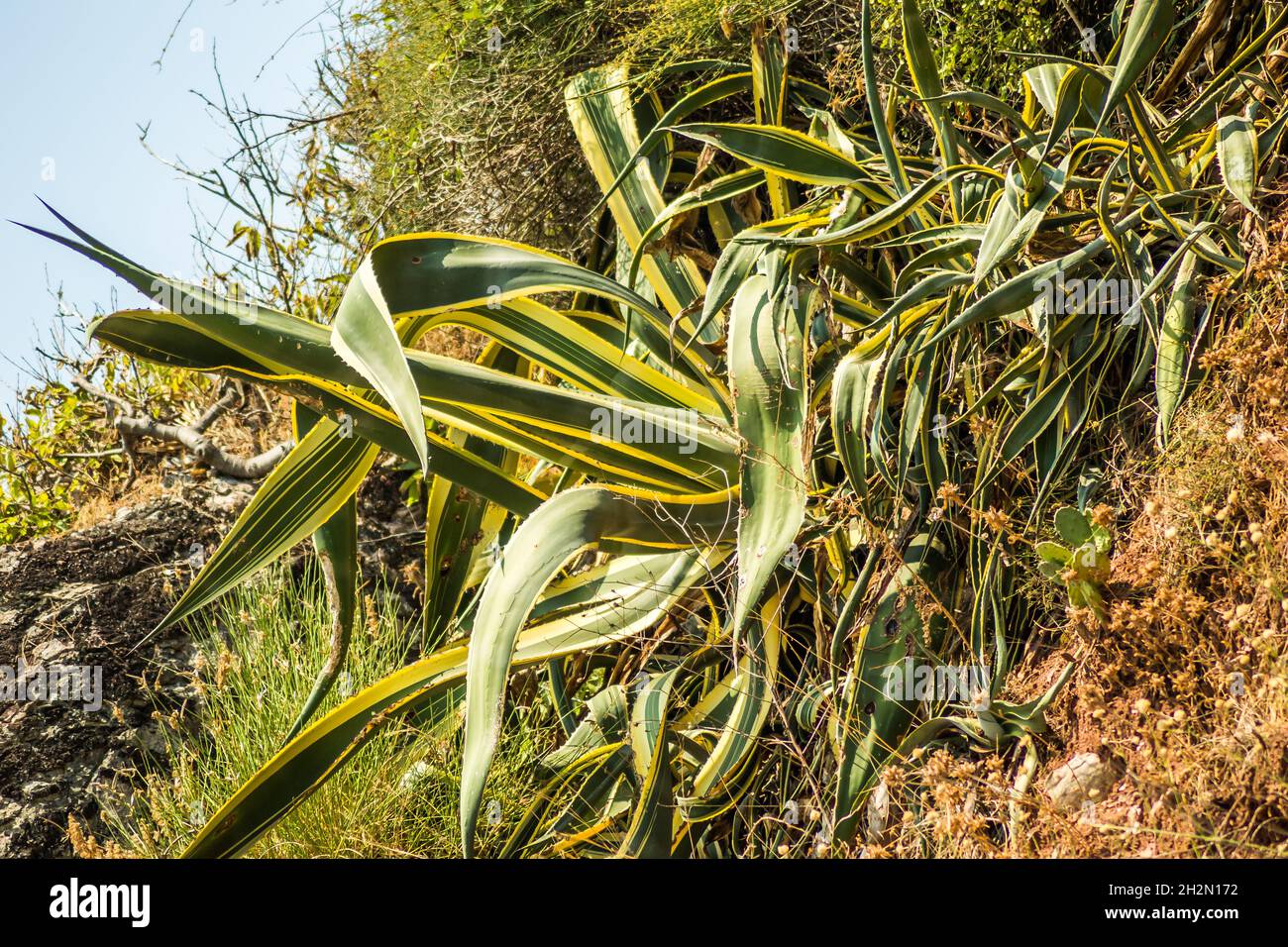 A cactus that descends along the wall of the promenade in Igalo ...
