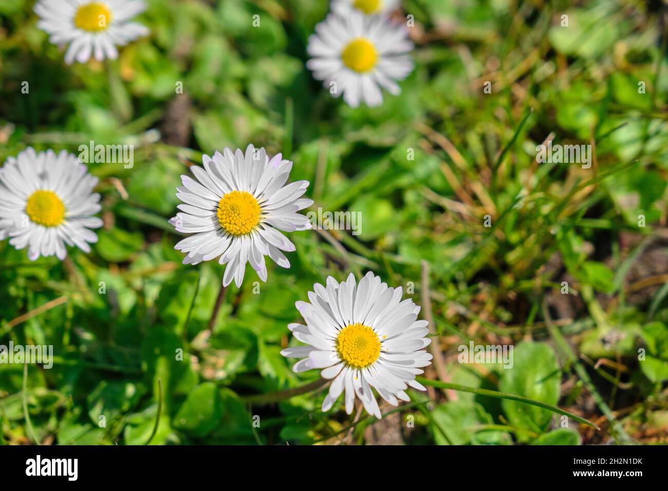 Daisy pattern hi-res stock photography and images - Alamy