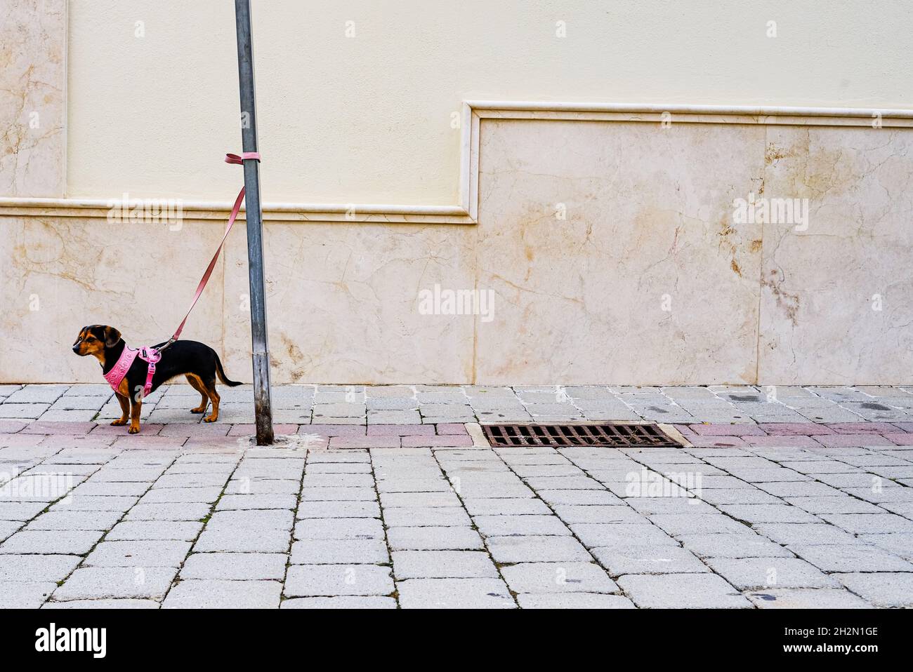 dog with collar tied to the pole waiting for the master. The wait Stock ...