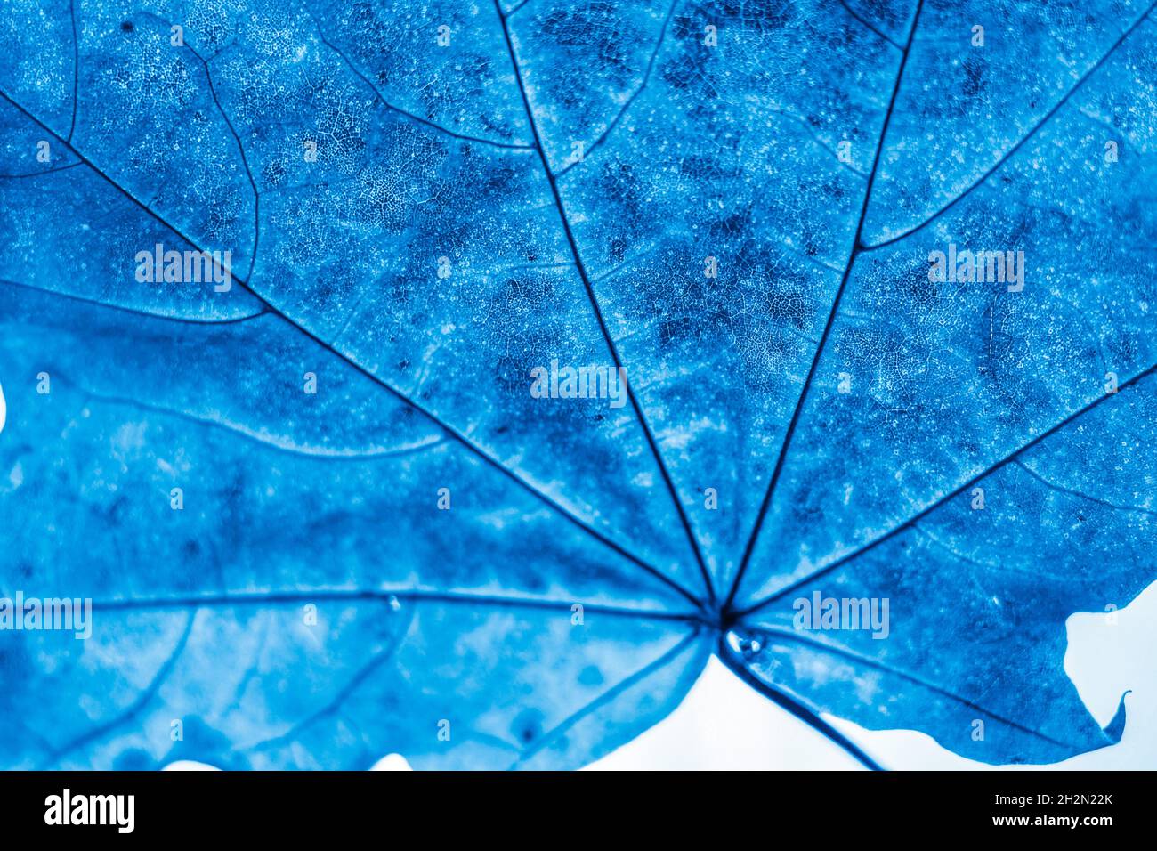 Indigo blue maple leaf. Art botanical card Stock Photo - Alamy