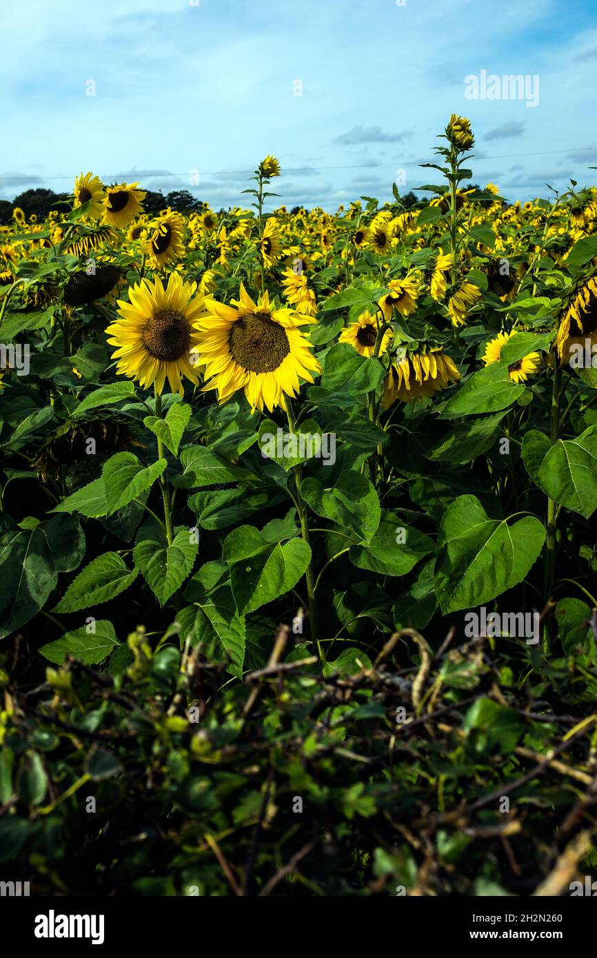 Sunflowers growing in a Lancashire field, UK Stock Photo - Alamy