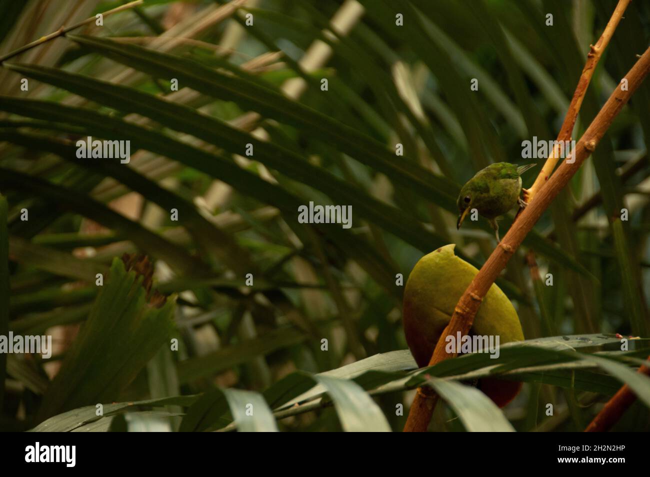 Beautiful shot of a small bird standing on branch and eating from a ...