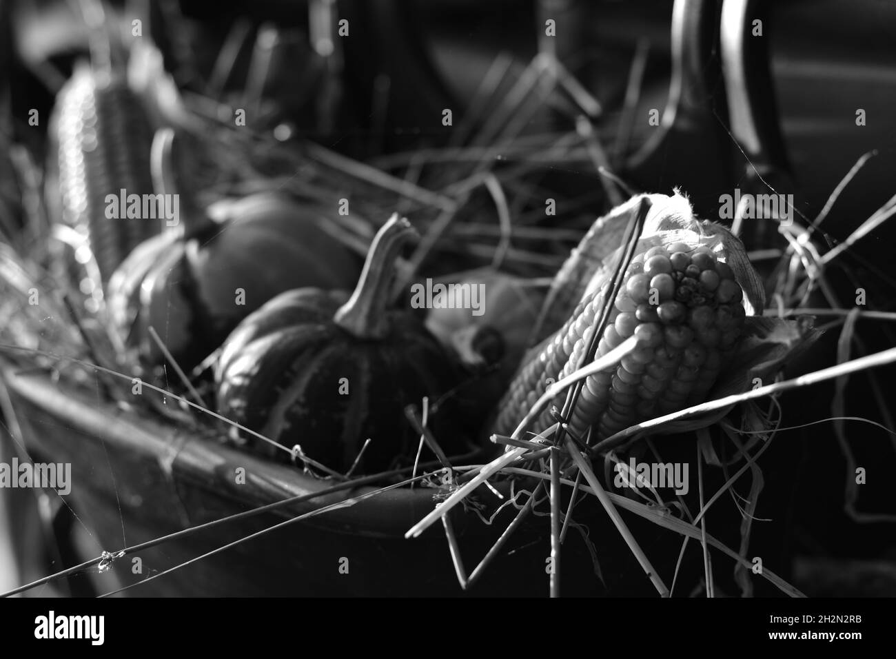 Grayscale shot of pumpkin, corn, and hay in a basket, Halloween themed ...