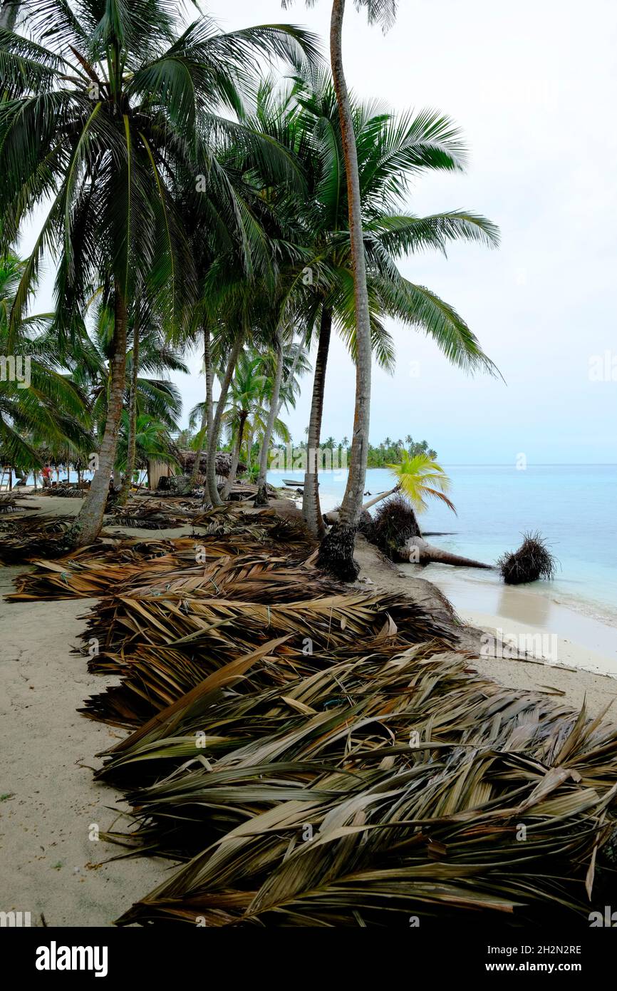 Fallen palm fronds in a small island fringed with palm trees in the ...