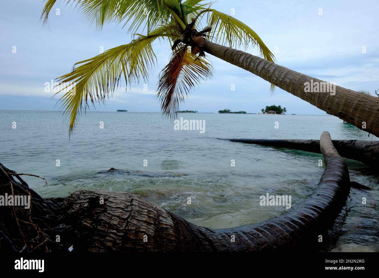 Fallen palm trees in a small island fringed with palm trees in the ...