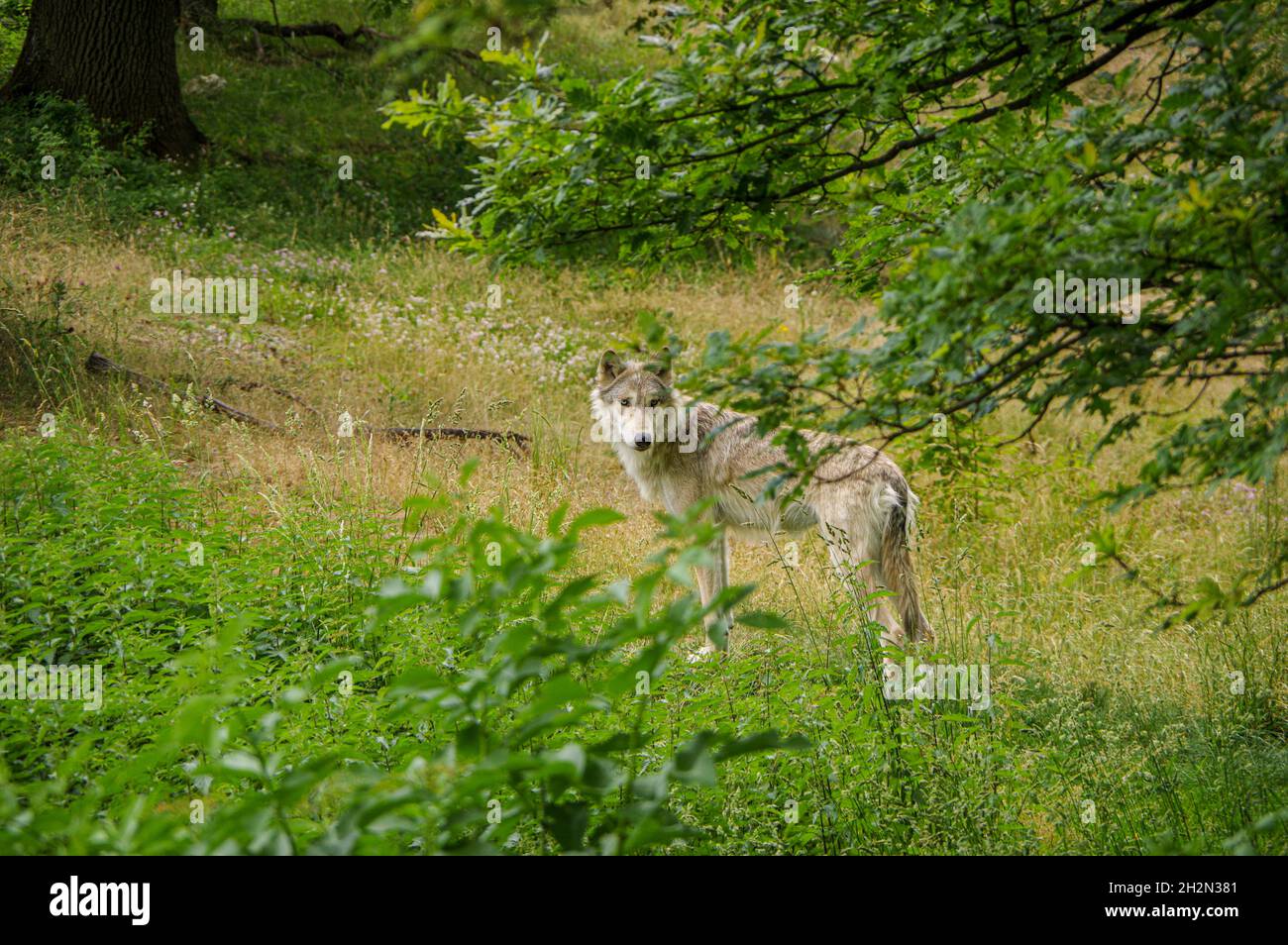 Beautiful wolf in the forest and tree branches in the foreground Stock ...