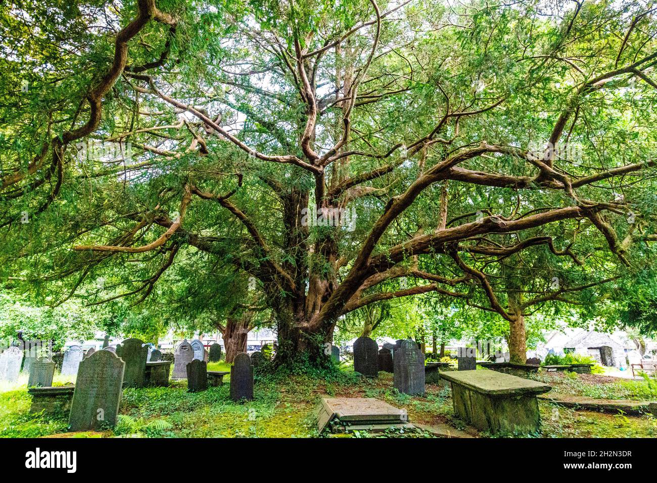 1000 year old yew tree in the churchyard of St Michael's Old Church in ...