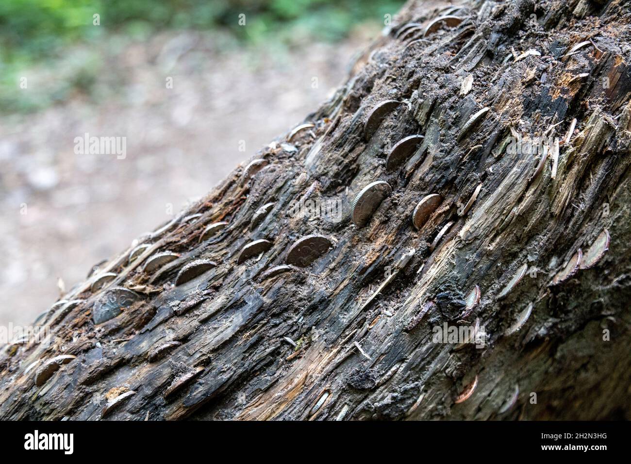 Coin studded tree trunk at Morfa Harlech Nature Reserve by Portmeirion ...