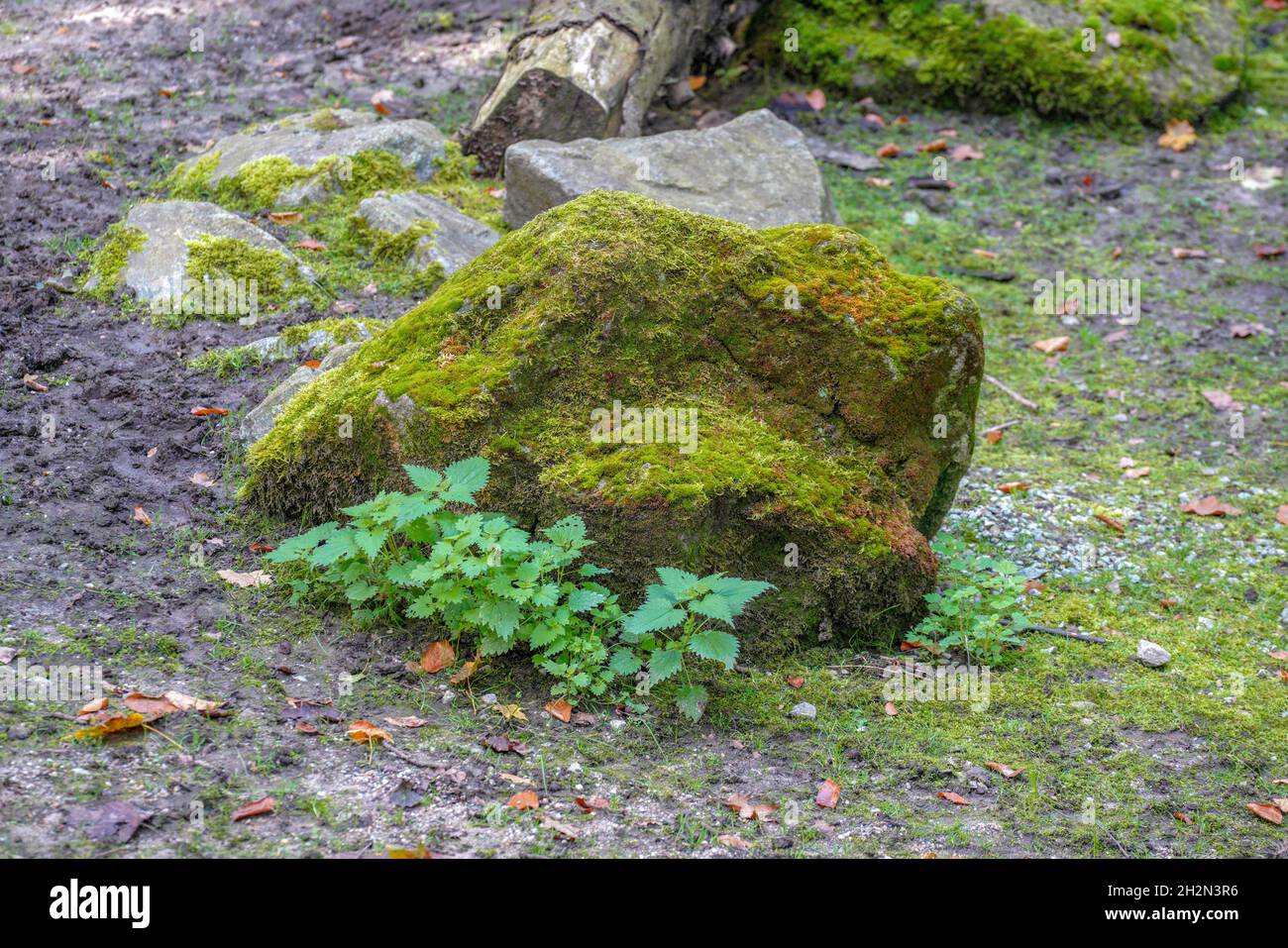 Stone with moss on the ground at daylight Stock Photo - Alamy