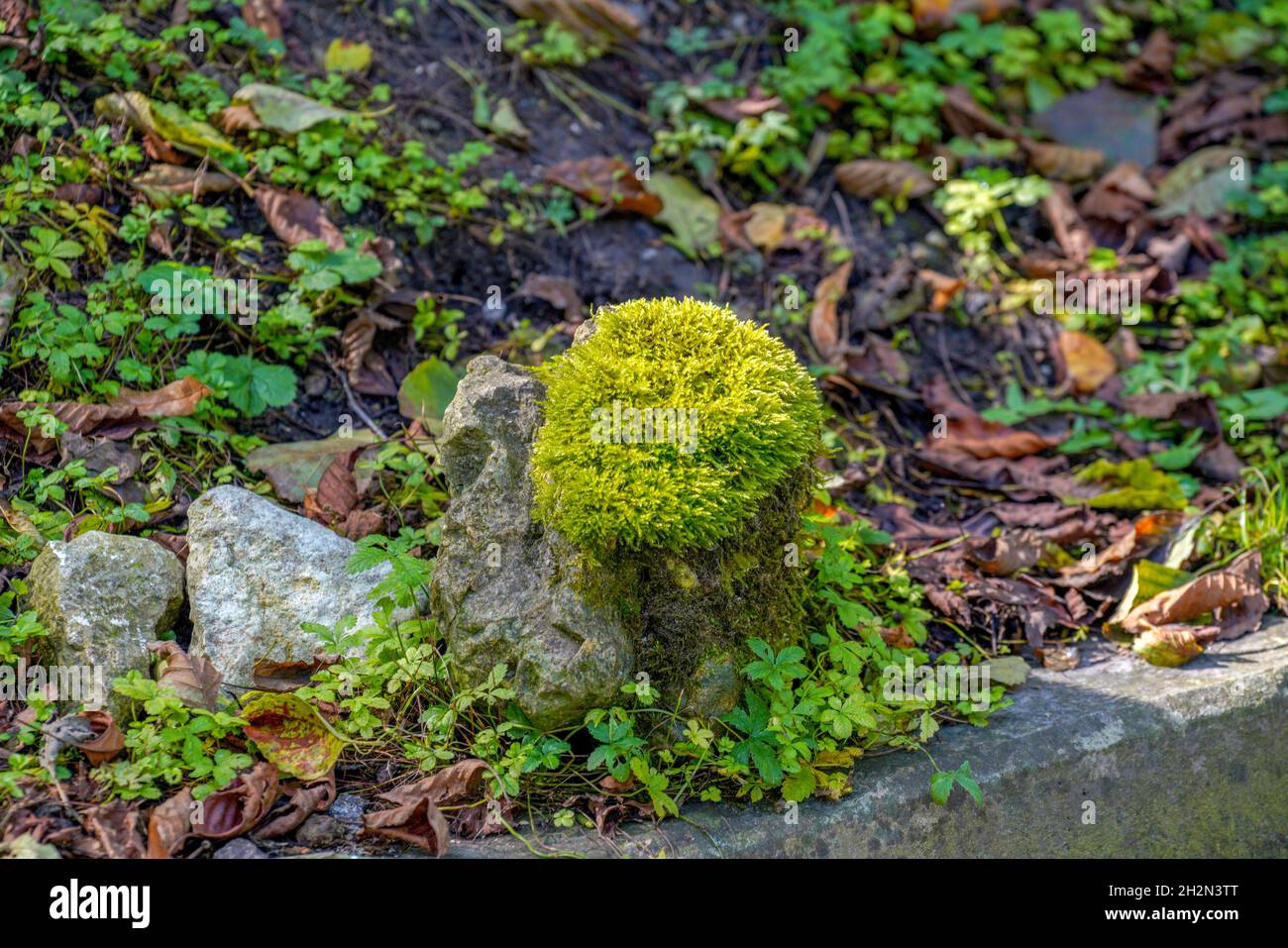 Stone with moss on the ground under sunlight Stock Photo - Alamy