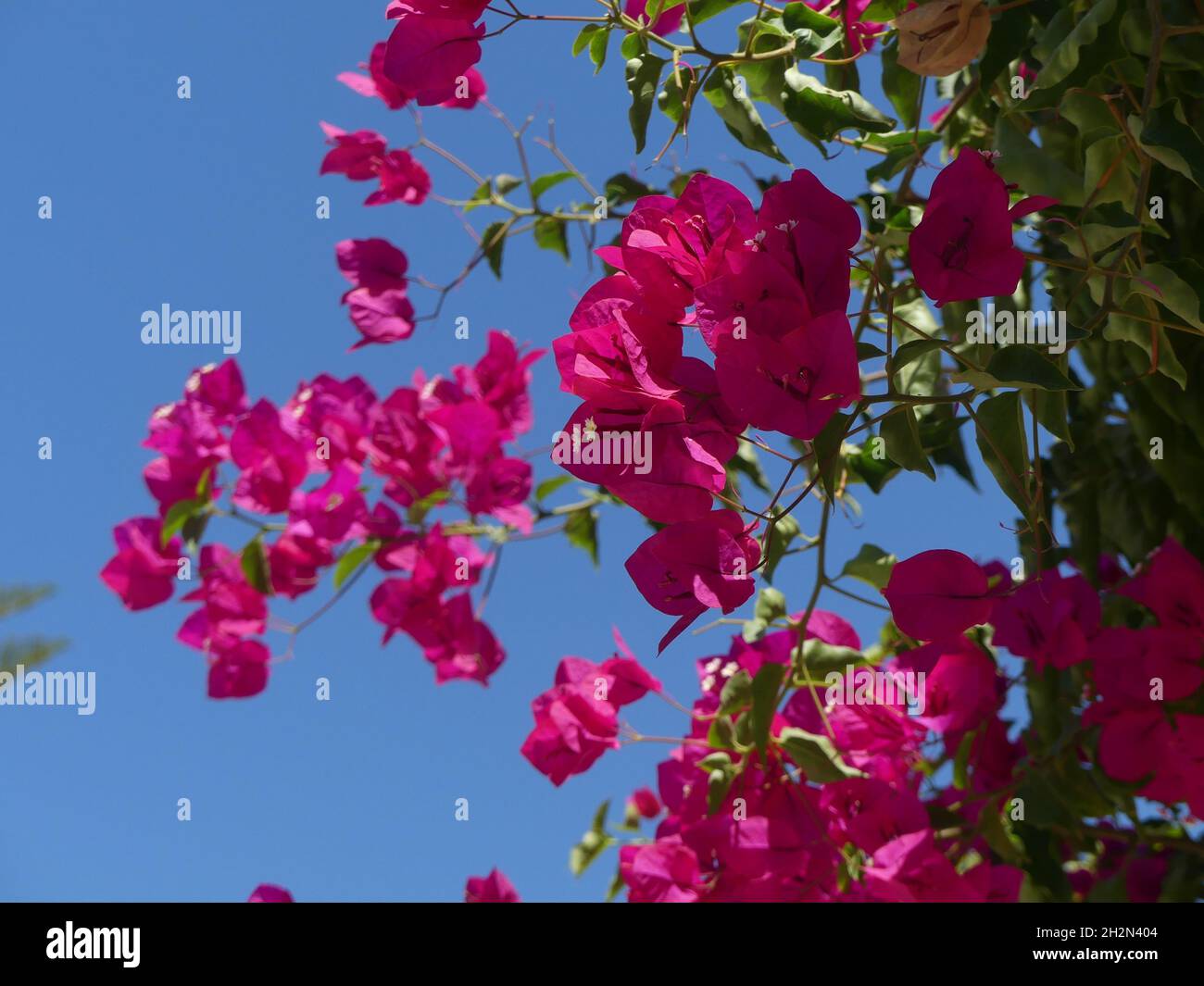 Low angle closeup of pink flower bush with a background of a blue sky ...