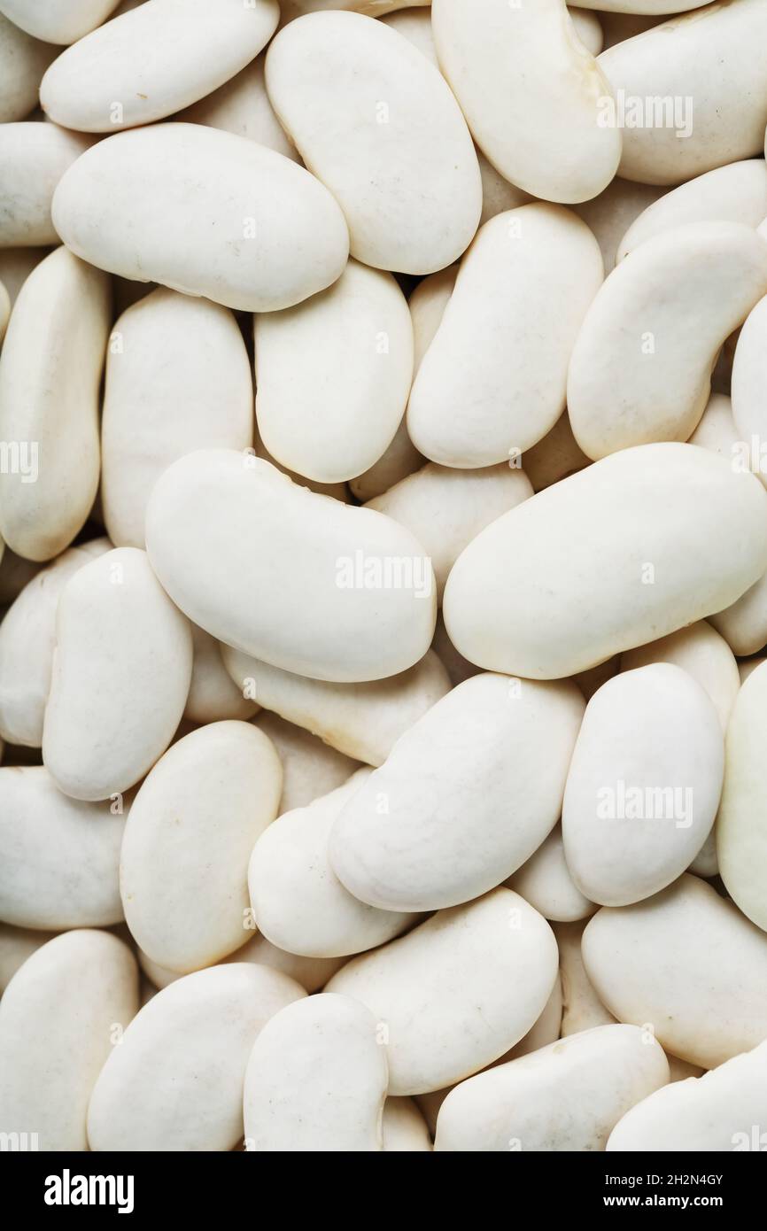 White bean beans close-up in full screen. macro Stock Photo - Alamy