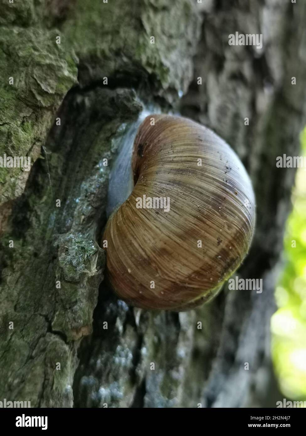 Snail leg hi-res stock photography and images - Alamy