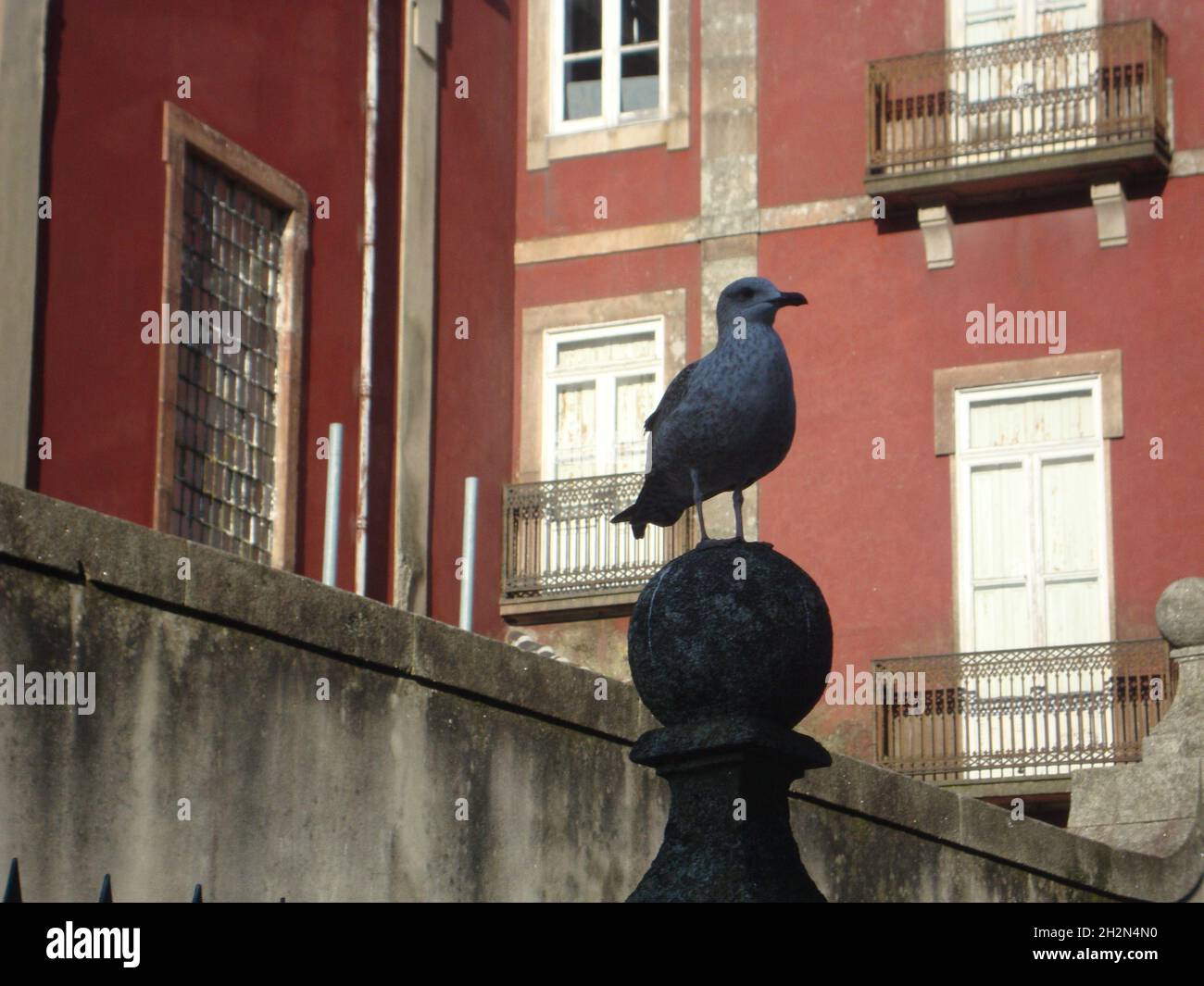 Bird near the buildings Stock Photo - Alamy