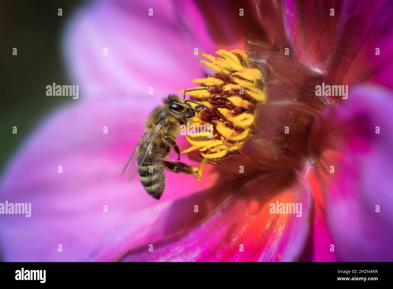 Macro of a bee pollinating at a dahlia flower Stock Photo - Alamy