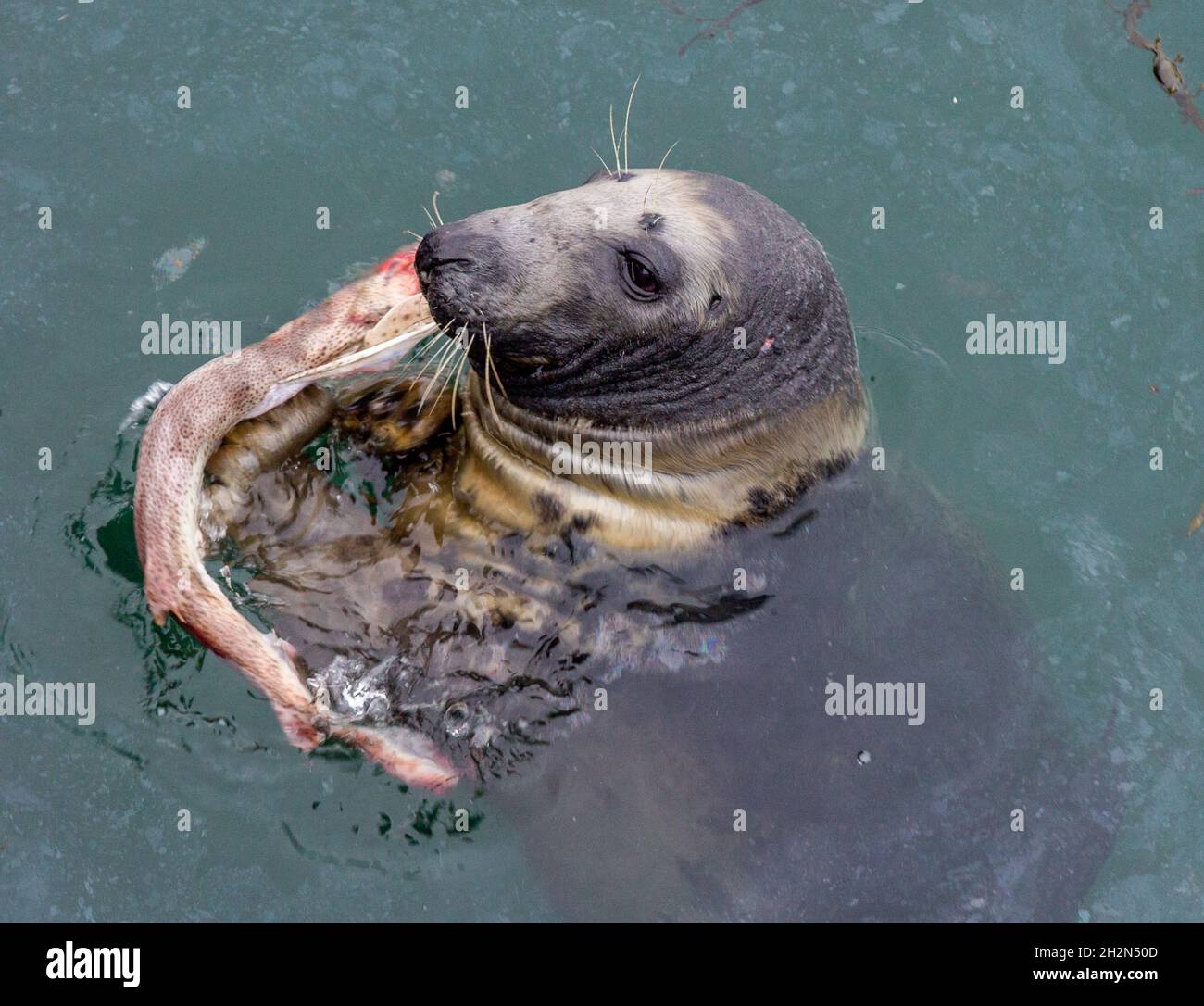 Grey Seal Halichoerus grypus eating a Dogfish close up Stock Photo - Alamy
