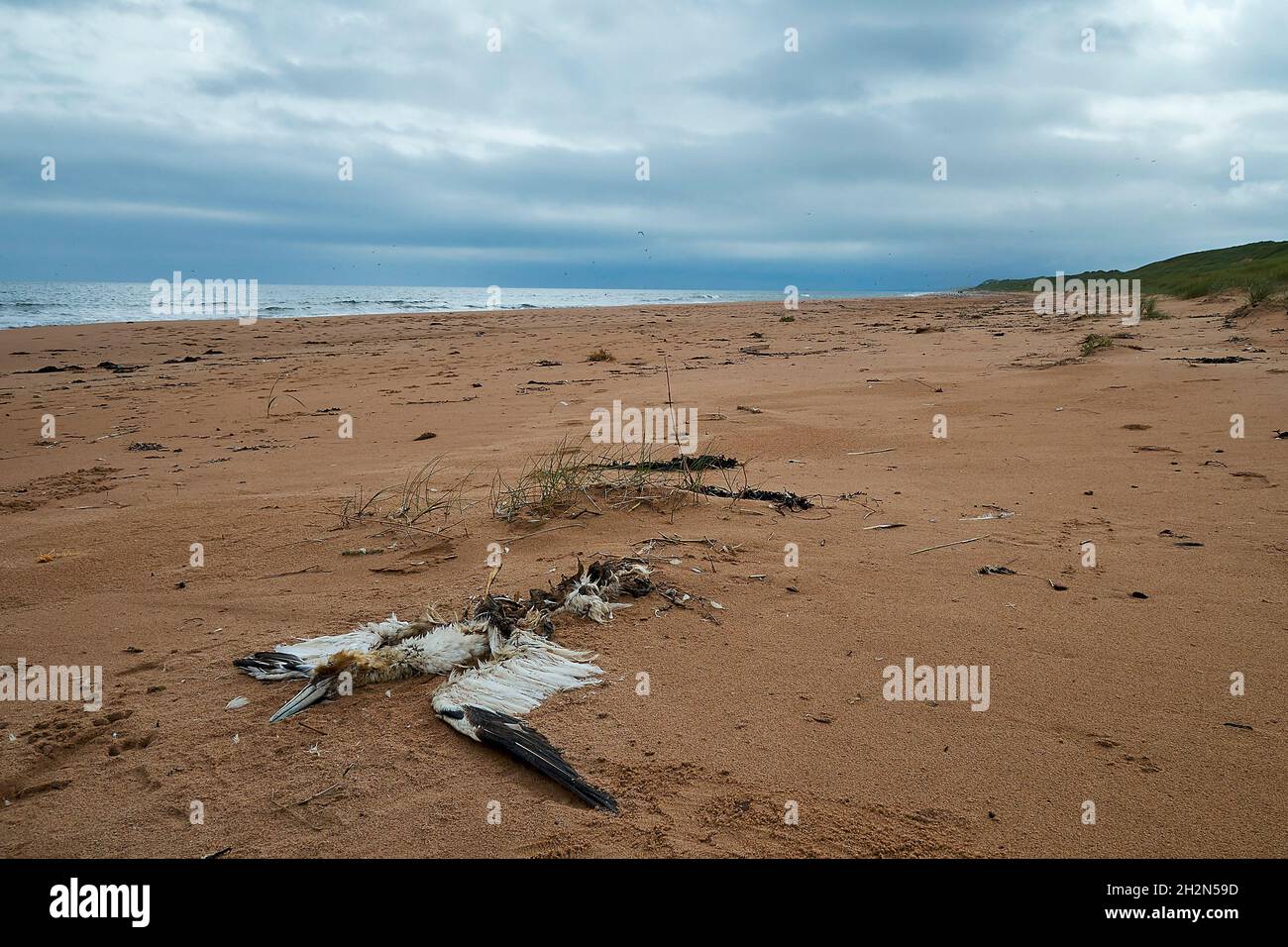 Decomposing carcass of Gannet (Morus bassanus) on sadny beach Stock ...
