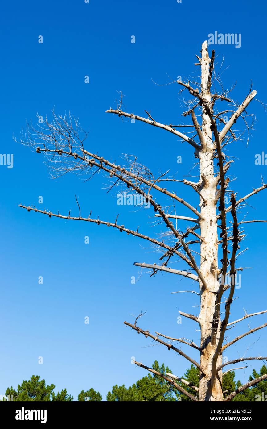 Dead branches in evergreen forest hi-res stock photography and images ...
