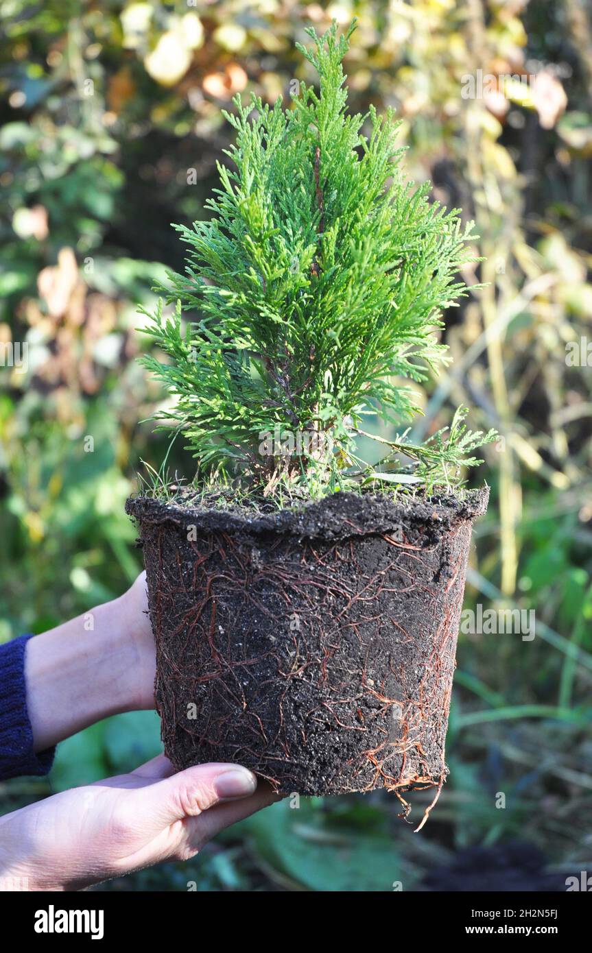 Planting Thuja. Gardener Hands Planting Cypress tree, Transplant Thuja ...