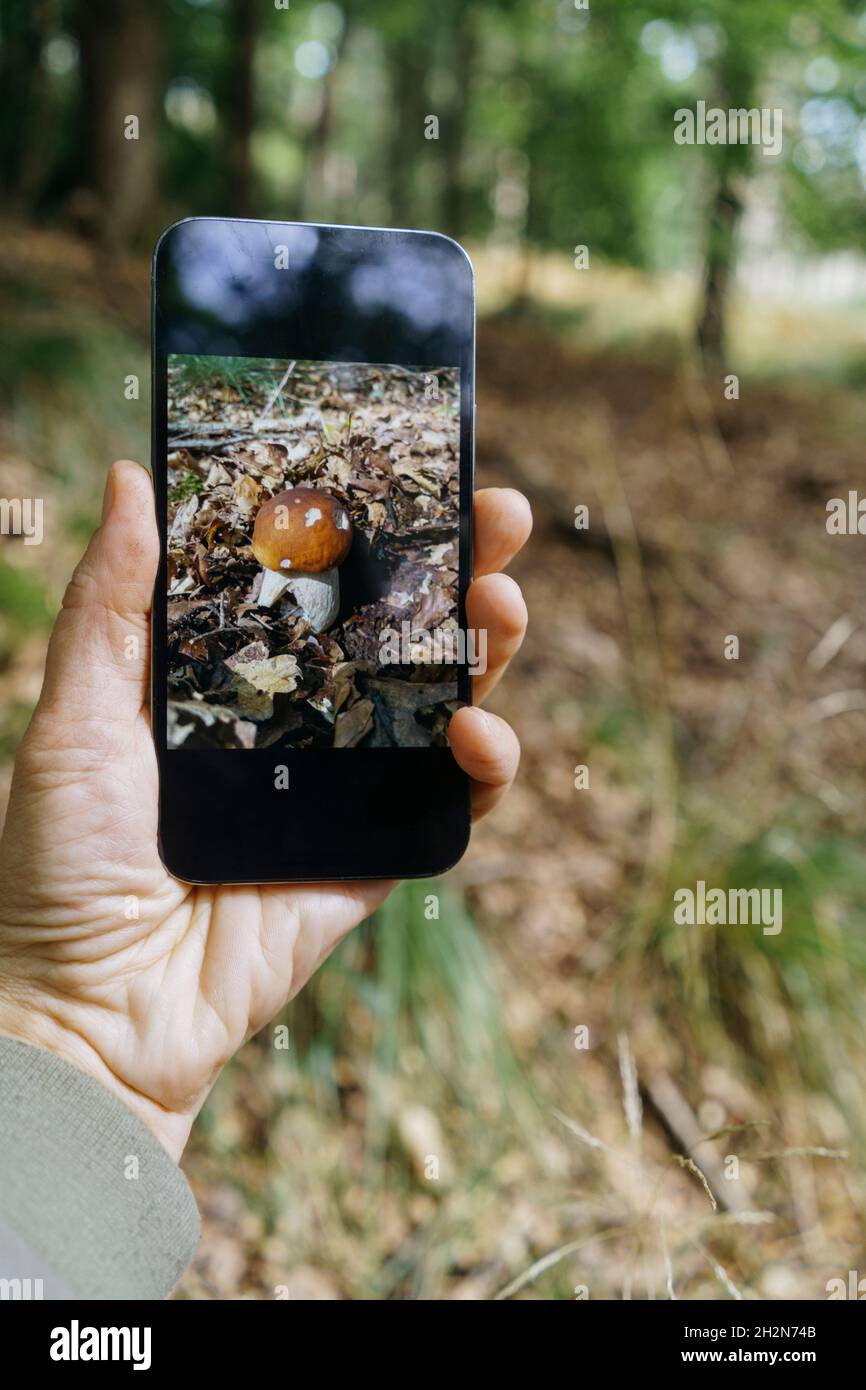 Man holding mobile phone with photograph of mushroom in forest Stock ...