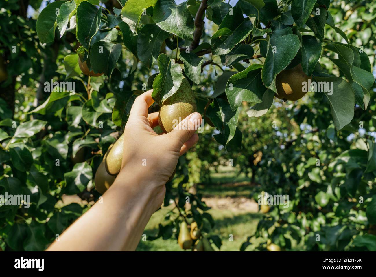 Woman picking pear from tree at orchard Stock Photo - Alamy