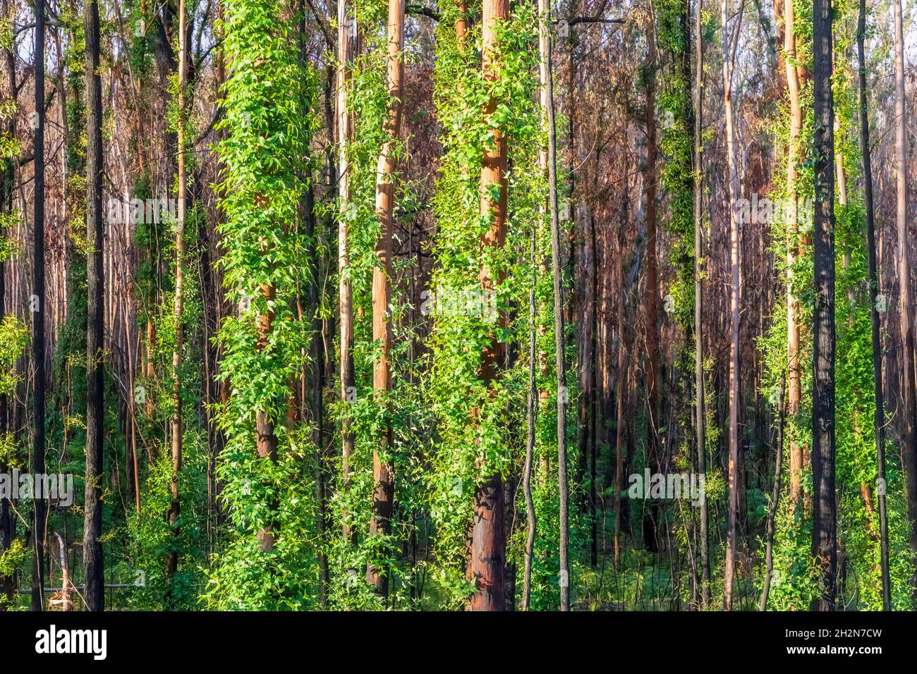 Half burned forest hi-res stock photography and images - Alamy