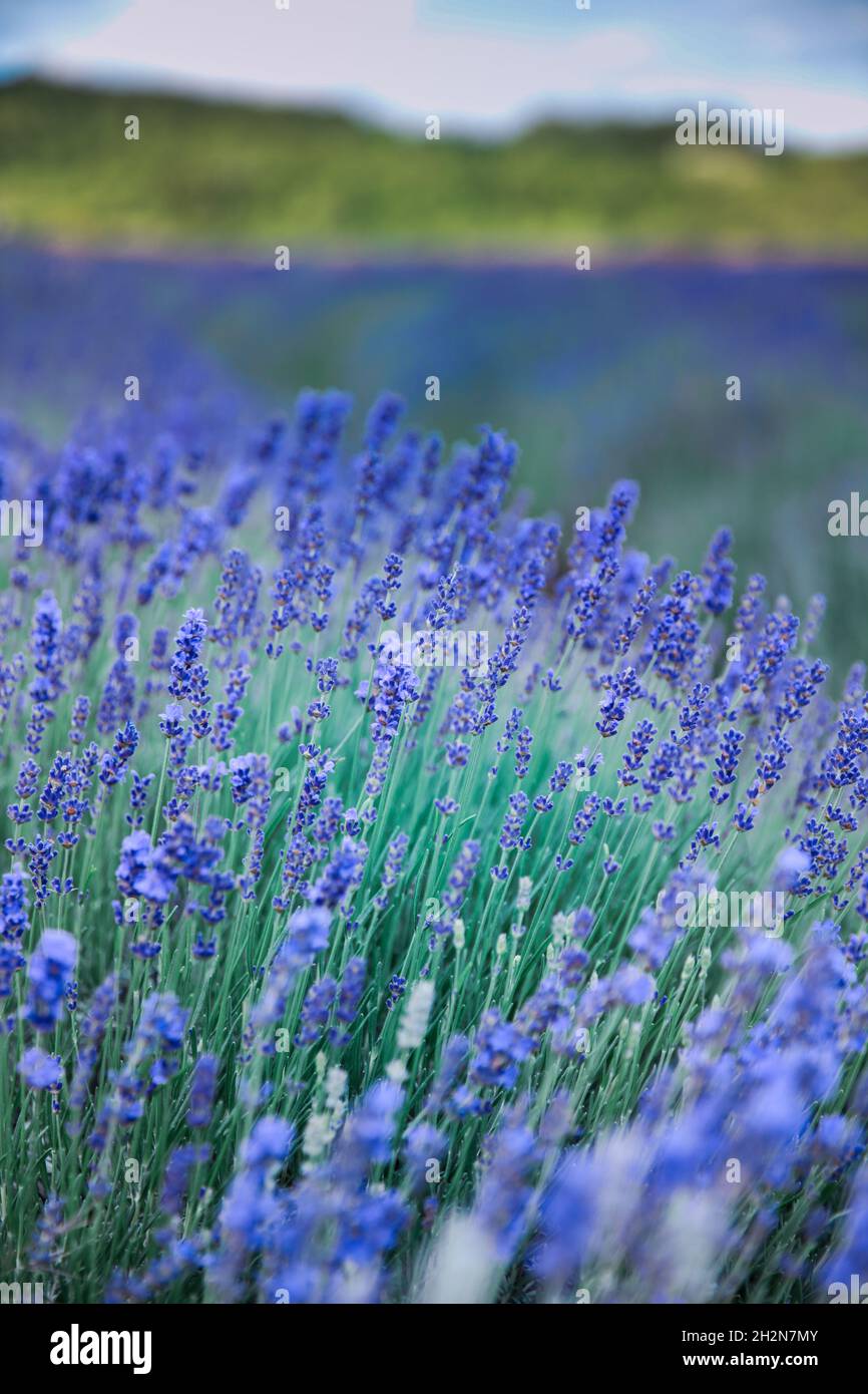 Beautiful lavender flowers on wind hi-res stock photography and images ...