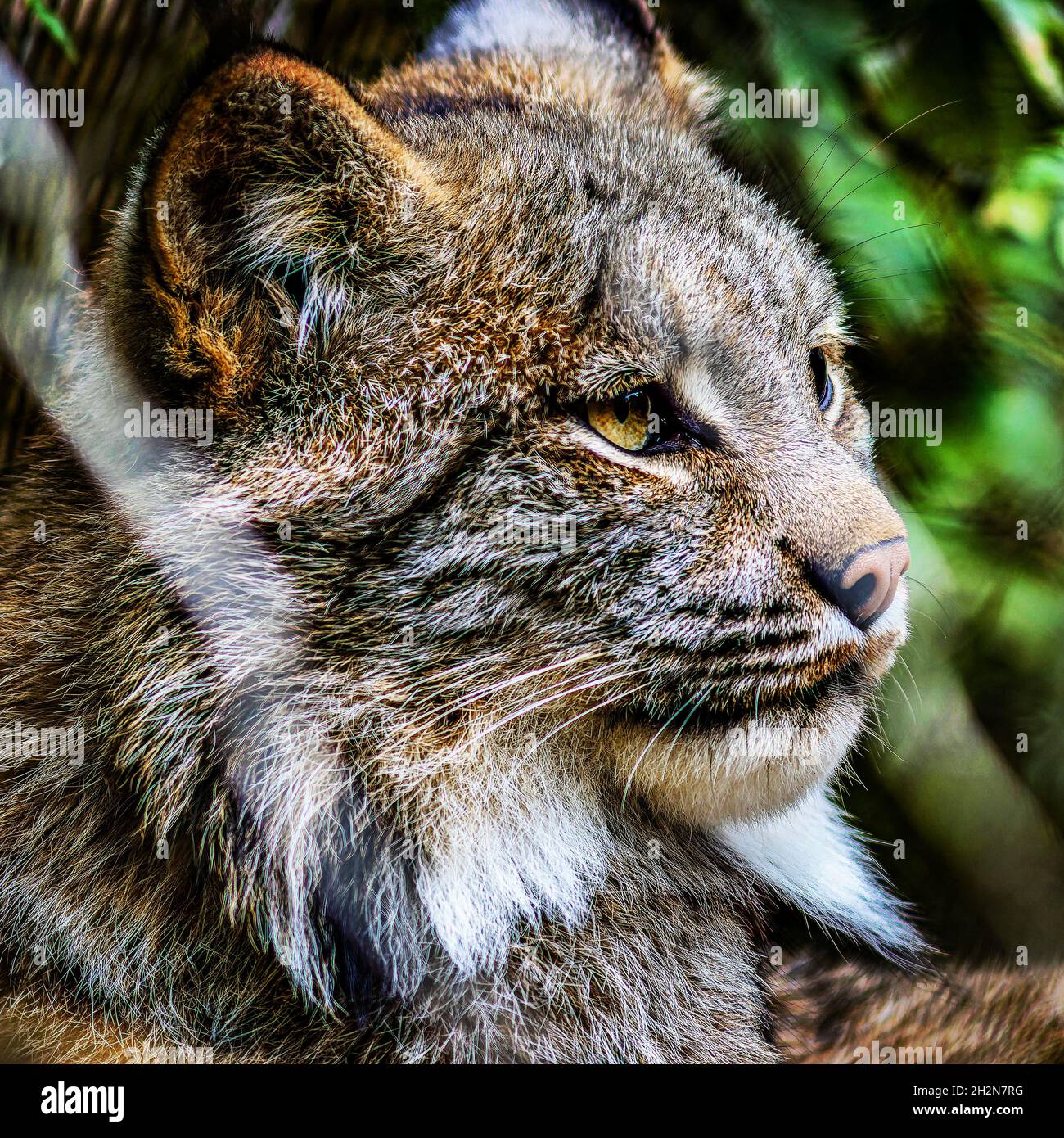 Common lynx hi-res stock photography and images - Alamy