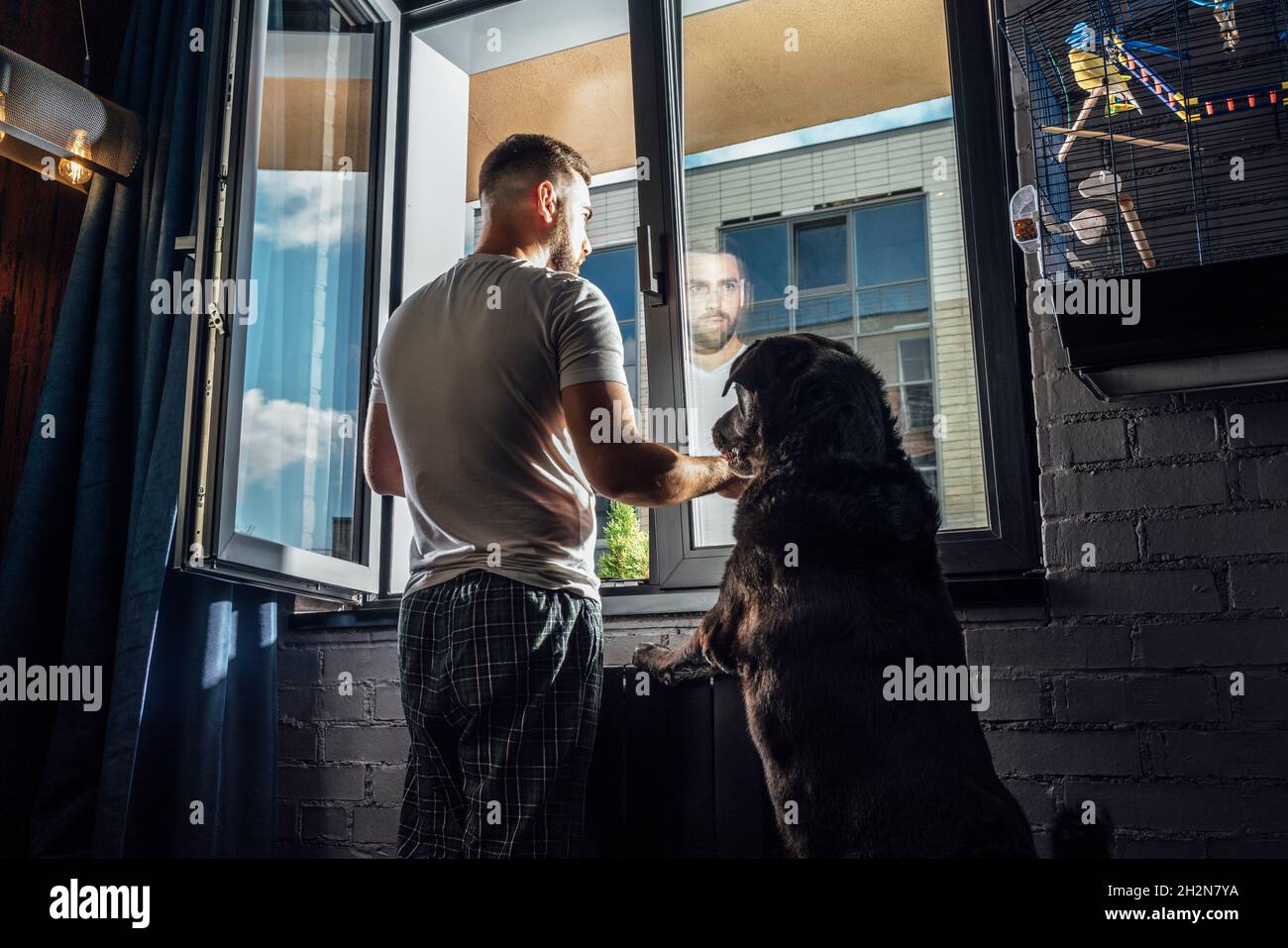 Dog and man looking through window at home Stock Photo - Alamy