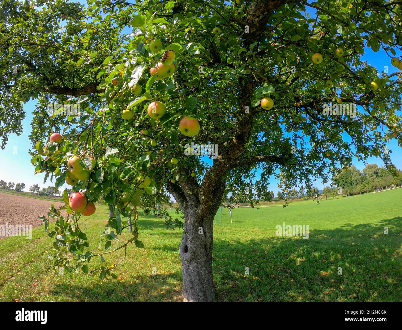 Tree in the field Stock Photo - Alamy