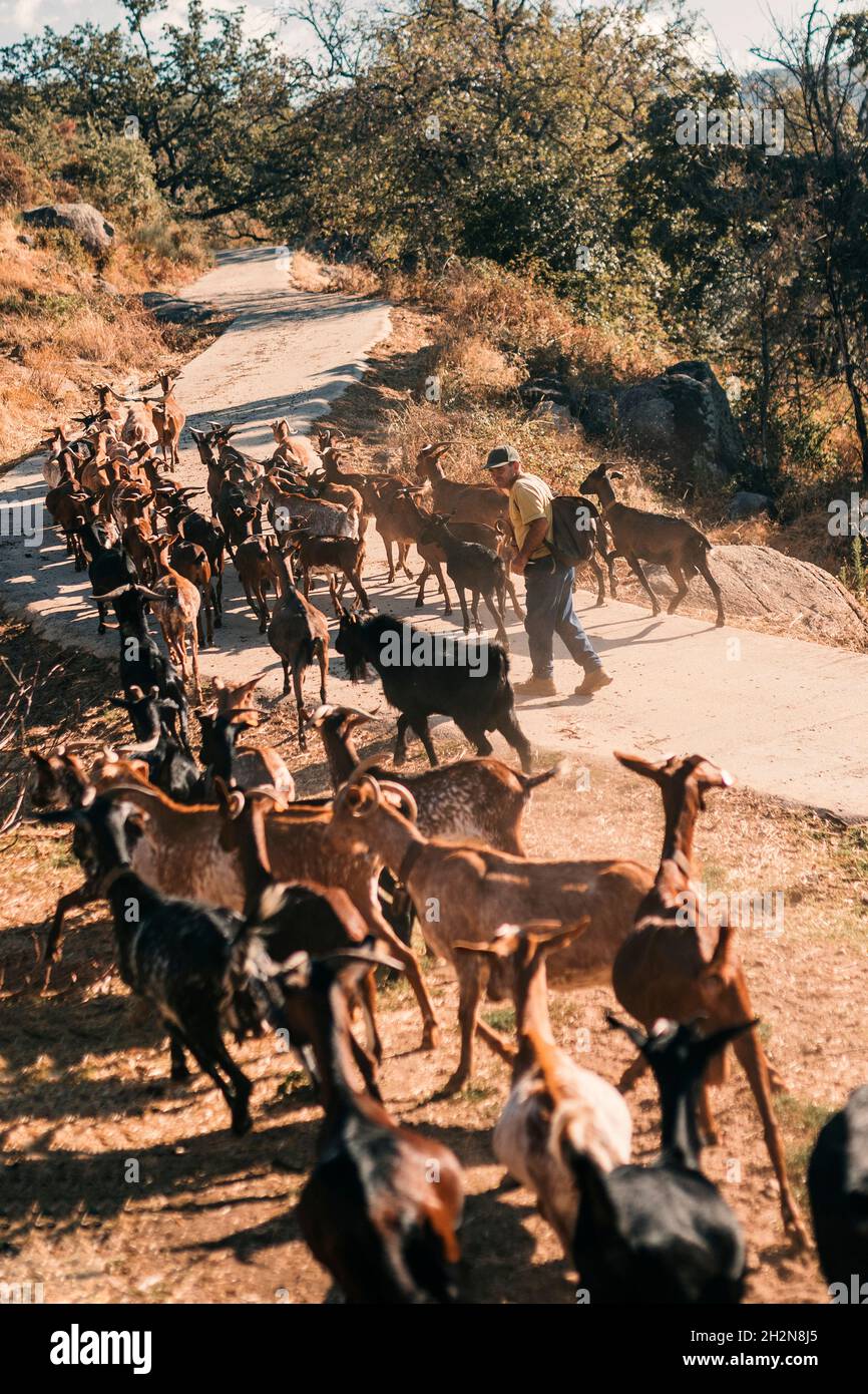 Herder man cap hi-res stock photography and images - Alamy