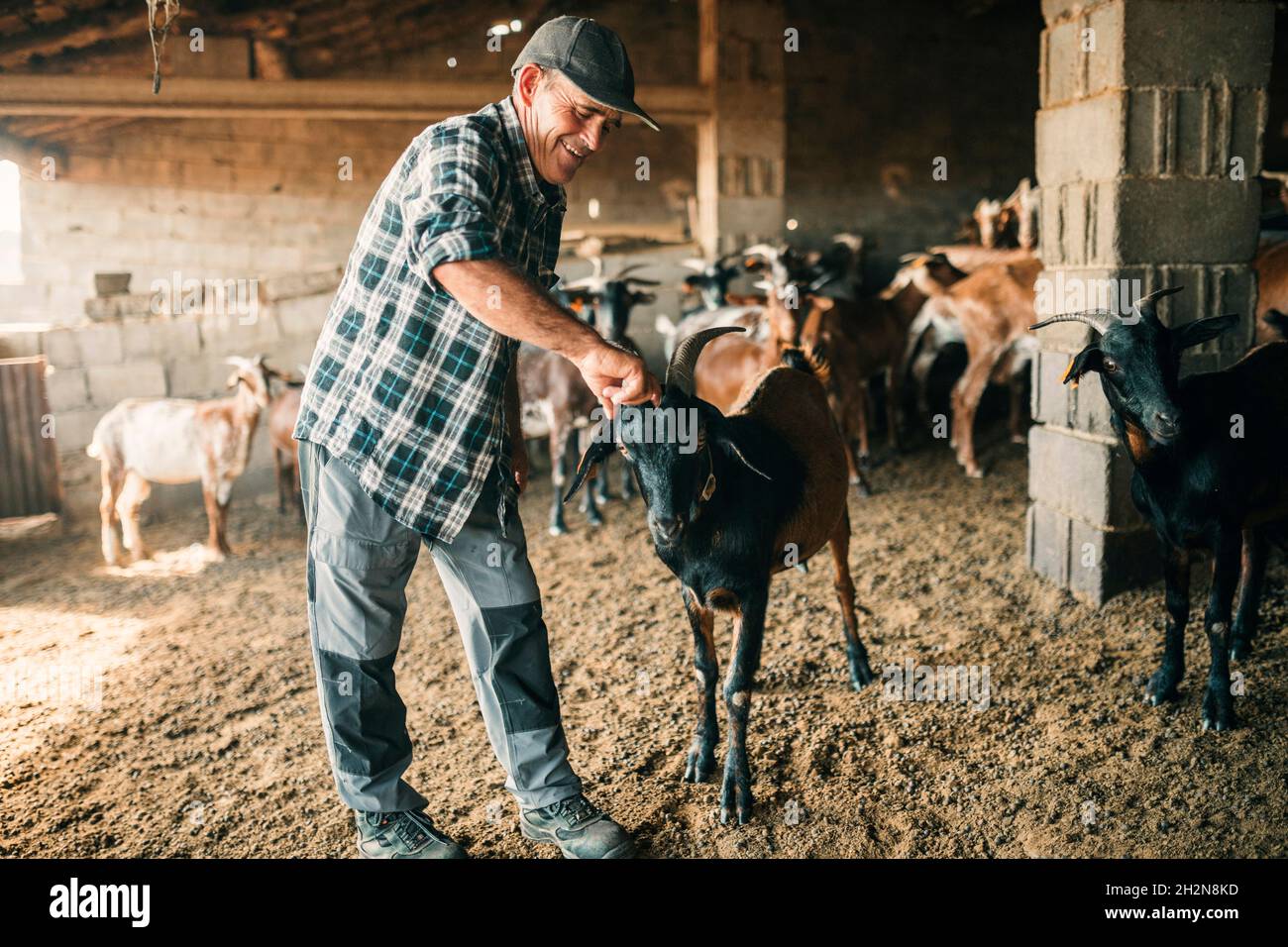 Male goat hi-res stock photography and images - Alamy
