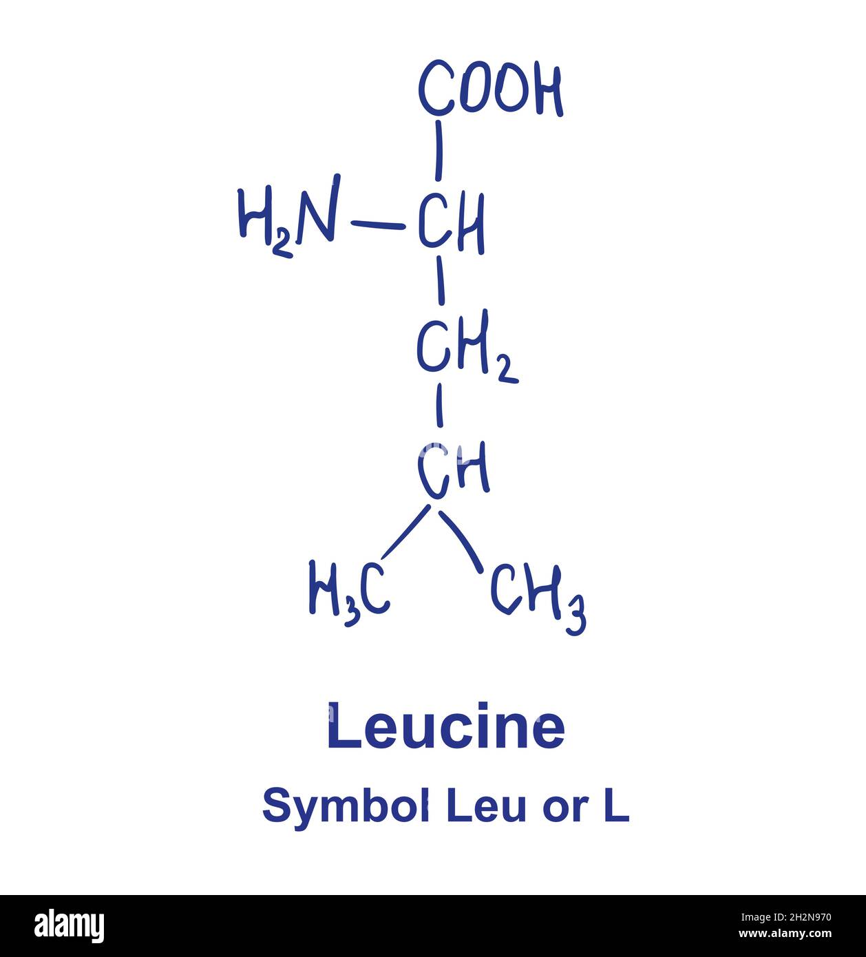 Leucine Structure