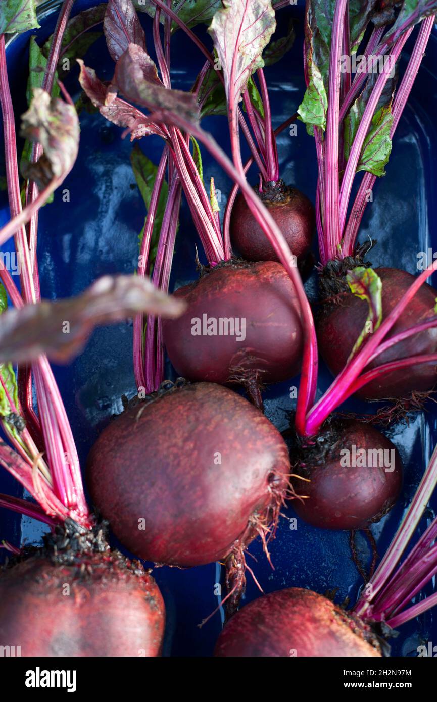 Root tray hi-res stock photography and images - Alamy